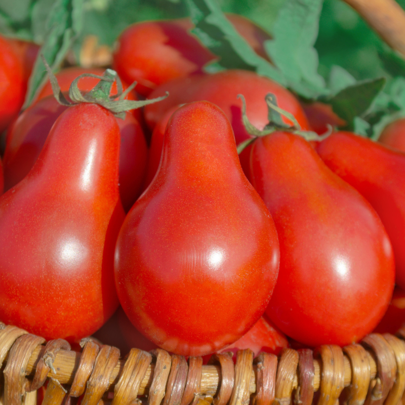 Red Pear Tomato Organic Seeds (Solanum lycopersicum) These sweet, juic ...
