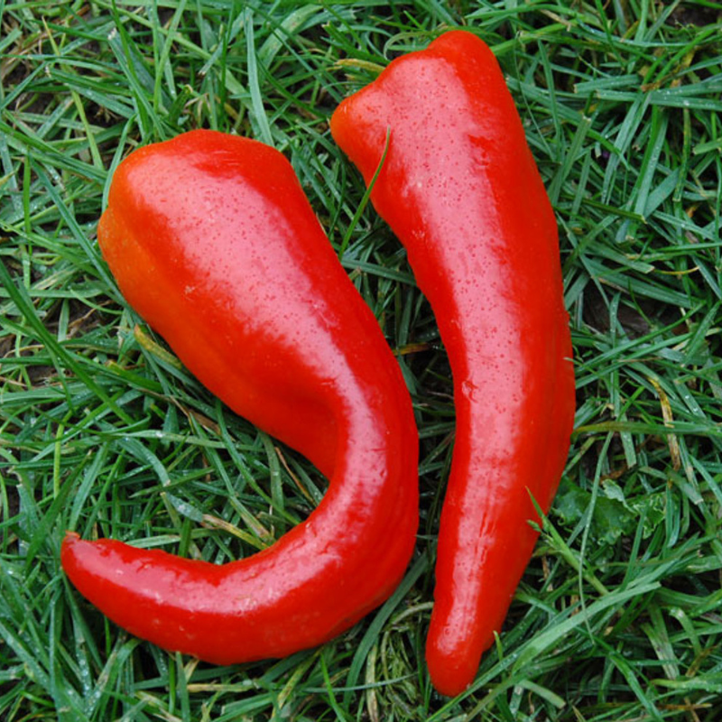 NuMex Big Jim Pepper Seeds (Capsicum annuum) Famous for being one of t ...