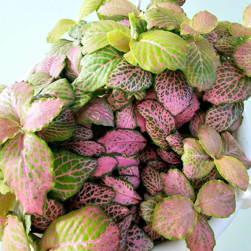 Zalm Ruby Lime Fittonia Plant Plug (Fittonia albivenis 'Zaim Ruby Lime ...