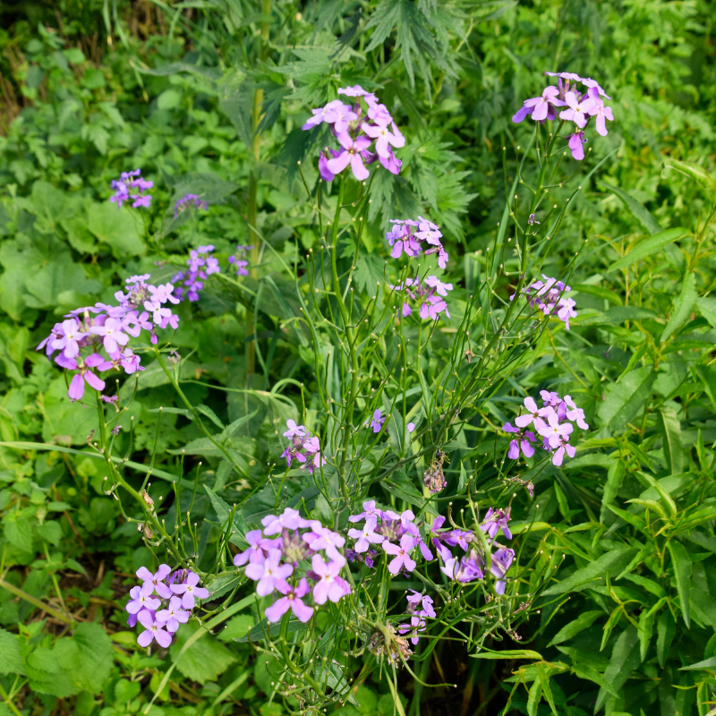 Dame’s Rocket Heirloom Seeds (Hesperis matronalis) Fragrant violet and ...