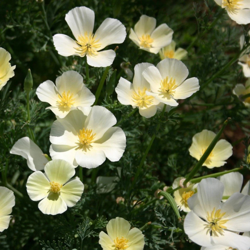 Ivory Castle California Poppy Open Pollinated Seeds (Eschscholzia cali ...
