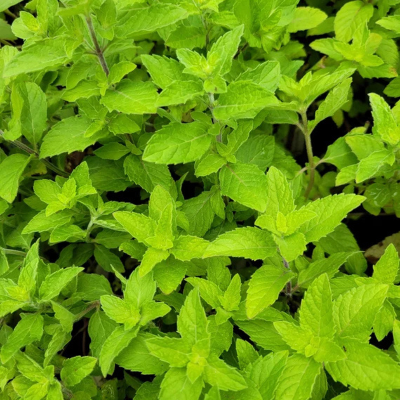 Chinese Mint 'Bo He' Heirloom Seeds (Mentha haplocalyx) Aromatic mint ...