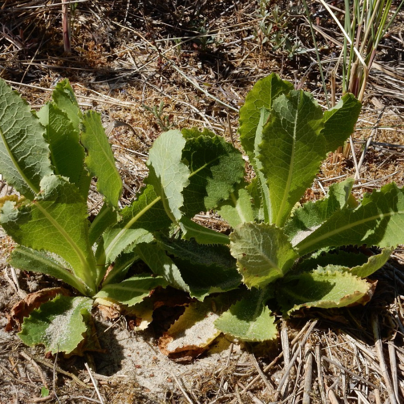 Wild Lettuce 'Opium Lettuce'Organic Seeds (Lactuca virosa) Tall wildfl ...