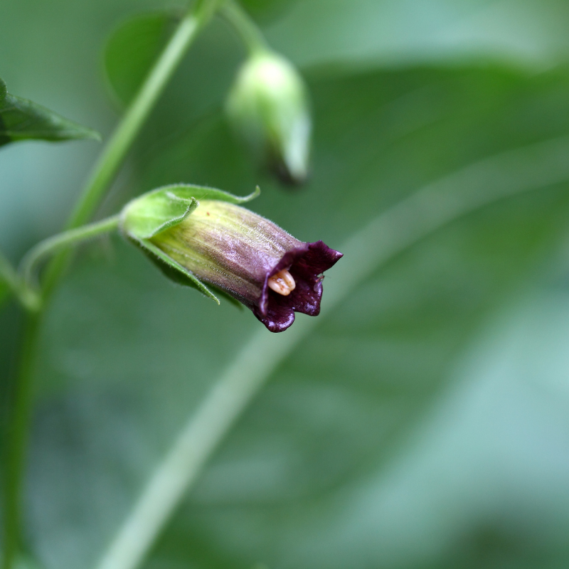 Deadly Nightshade 'Belladonna' Seeds (Atropa belladonna) Historic and ...