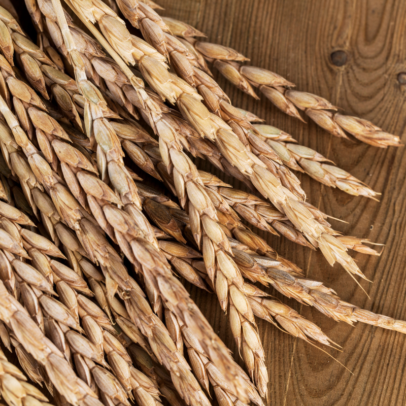 Spelt Seeds – Organic, Heirloom (Triticum spelta) Ancient organic grai ...