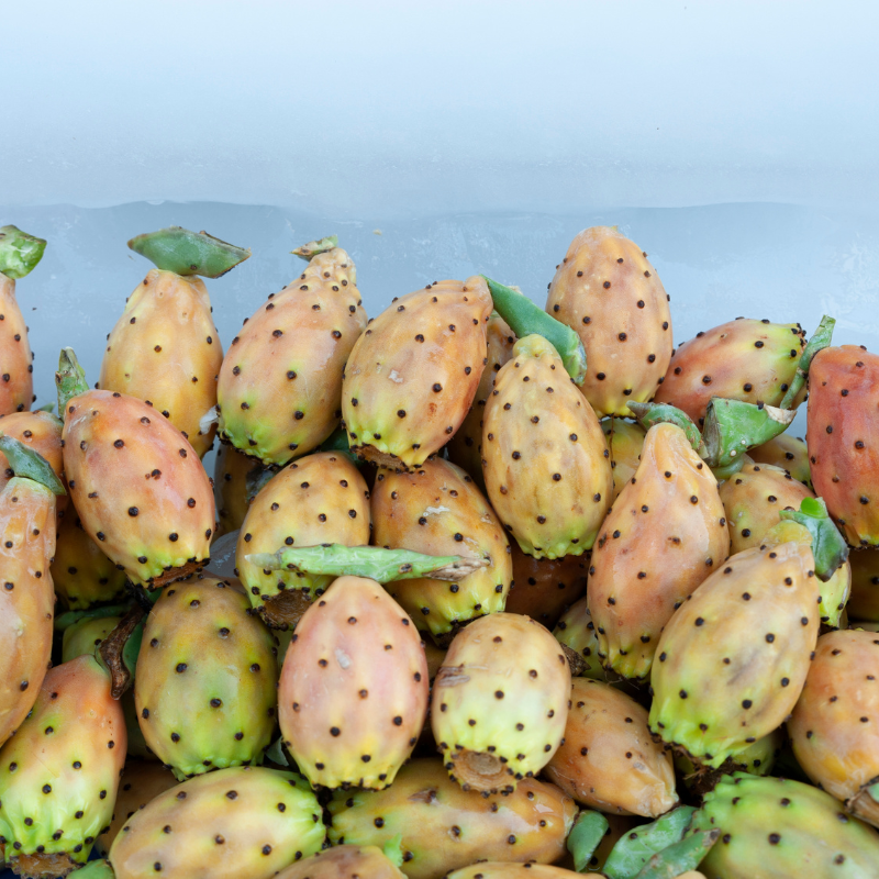 Eastern Prickly Pear Cactus Seeds – Cold-Hardy Native Cactus with Edib ...