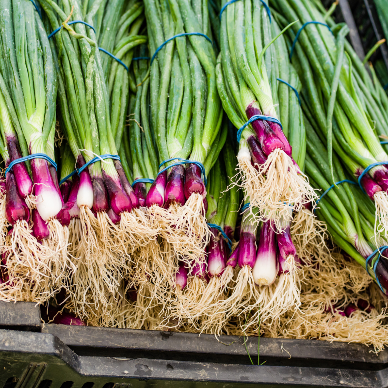 Red Beard Japanese Bunching Onion Seeds (Allium fistulosum) Striking r ...