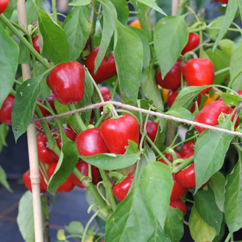 Sweet Mini Bell Red Pepper Heirloom Seeds (Capsicum annuum) Compact pl ...