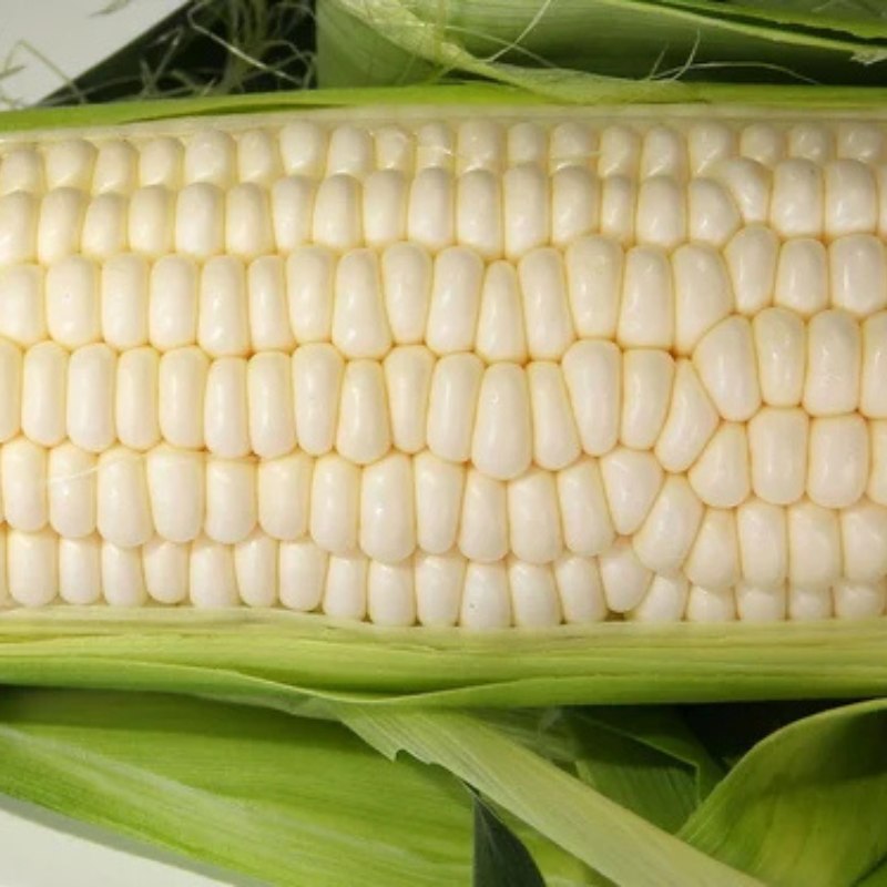 Silver King Corn Heirloom Seeds (Zea mays) Robust white dent corn priz ...