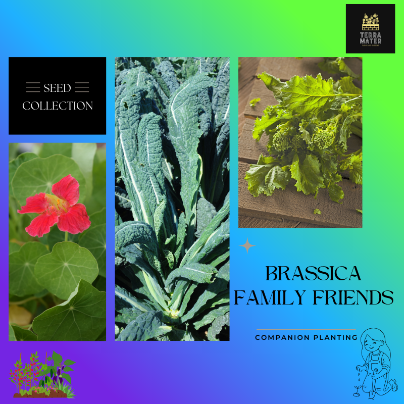 Companion Planting: Brassica Family Friends Help your brassicas thrive ...
