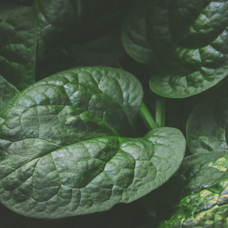 Big Round Leaf Malabar Spinach Seeds (Basella alba) – Heirloom Climber ...