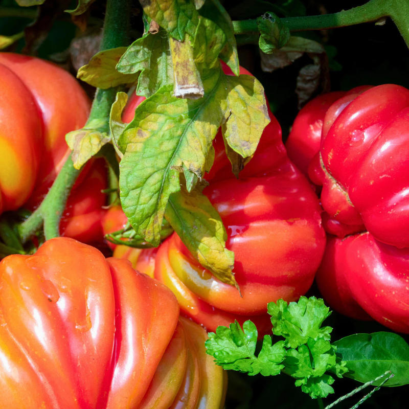 Oaxacan Pink Tomato Seeds (Solanum lycopersicum) – Rare Heirloom from ...