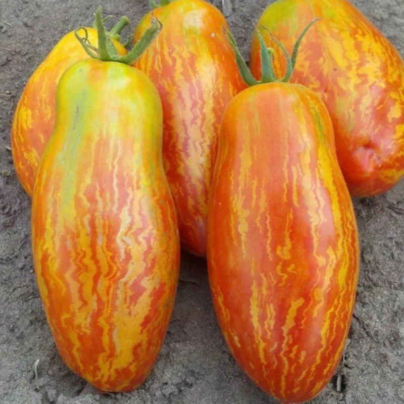 Speckled Roman Tomato Seeds (Solanum lycopersicum) – Heirloom Paste Va ...