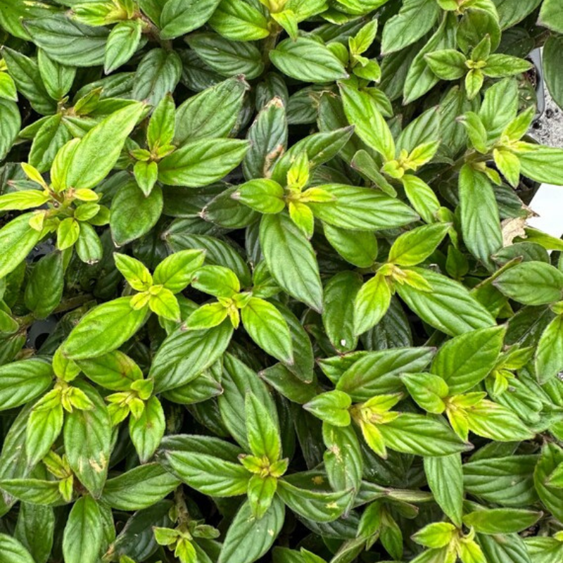 Goldfish Plant Hybrid Plant Plug (Columnea gloriosa hybrid) – Vibrant ...