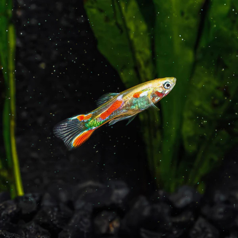 Calico Endler (Poecilia wingei) – Vibrant Livebearer with Iridescent M ...
