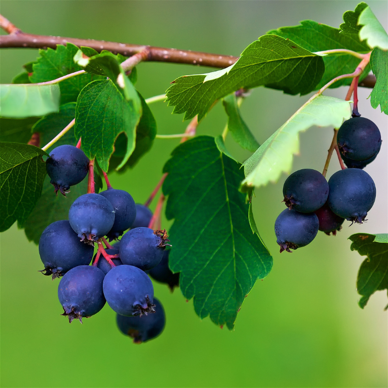 Saskatoon Berry ‘Smokey’ Serviceberry Seeds (Amelanchier alnifolia ‘Sm ...