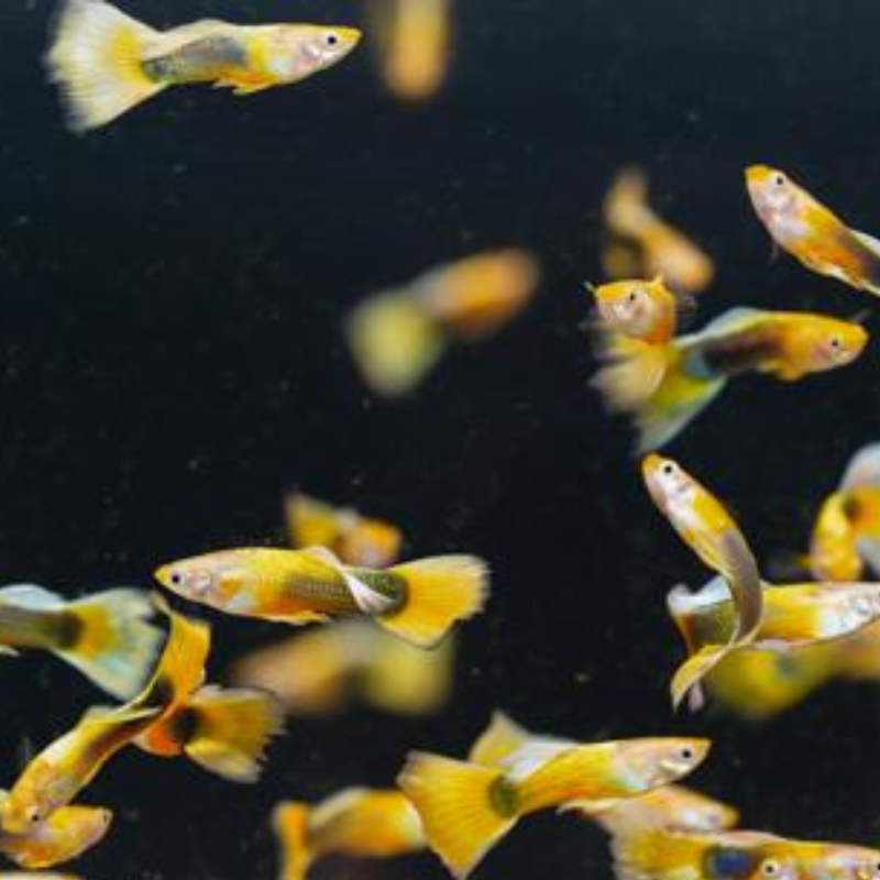 Yellow Tux Endler (Poecilia wingei) – Bright Yellow Endler with Distin ...