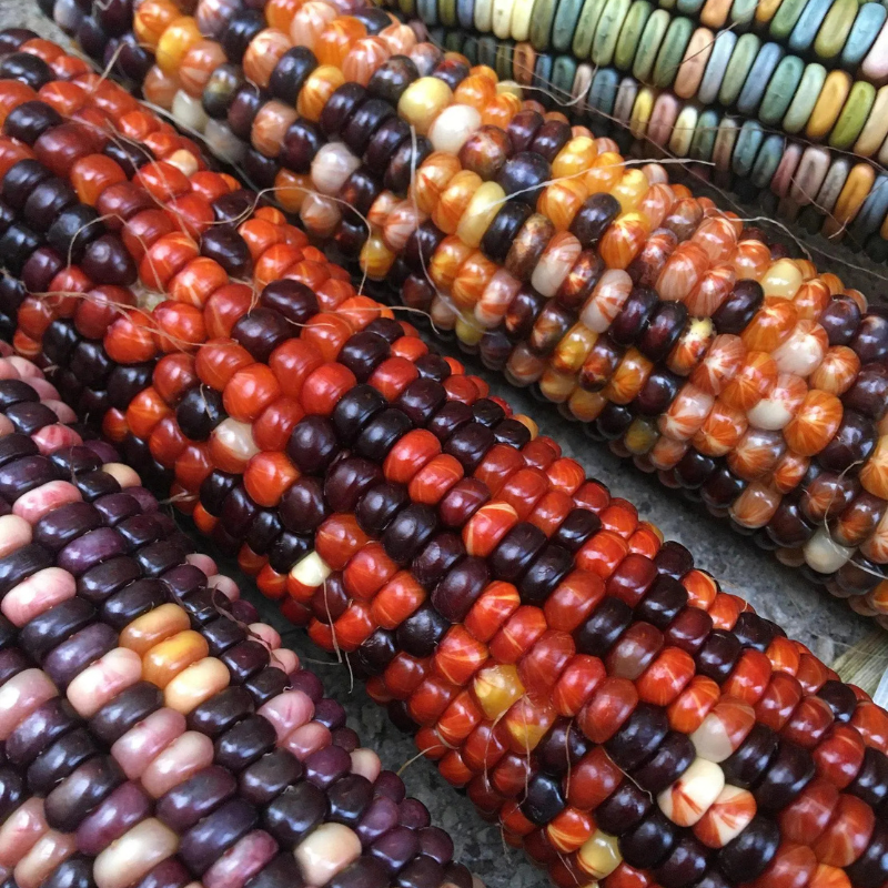 Mandan Bride Corn Organic Seeds – Ancient Native American heirloom wit ...