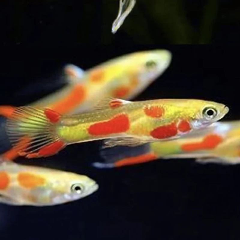 Neon Endler (Poecilia wingei) – Electric neon hues & lively schooling ...