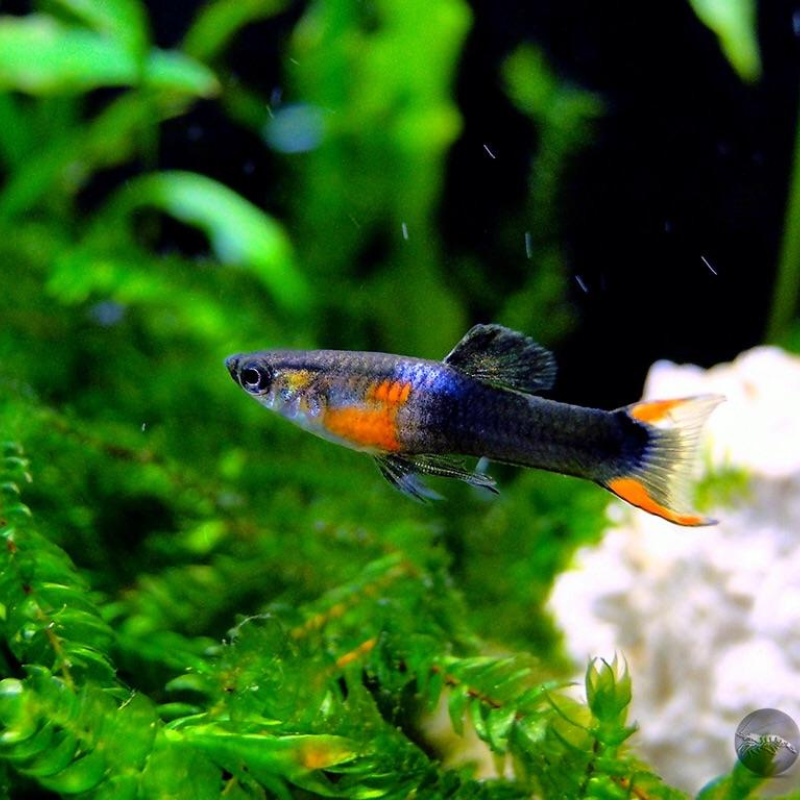 Black Fire Endler (Poecilia wingei) – Fiery contrast of deep black and ...