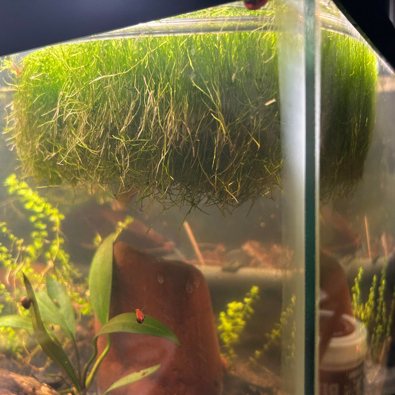 Floating Crystalwort (Riccia fluitans) – Lush, floating aquarium moss ...