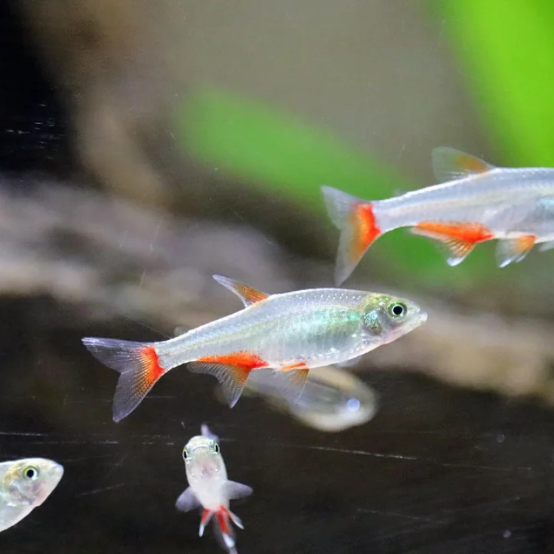 Bloodfin Tetra Fish (Aphyocharax anisitsi) – Hardy, energetic fish wit ...