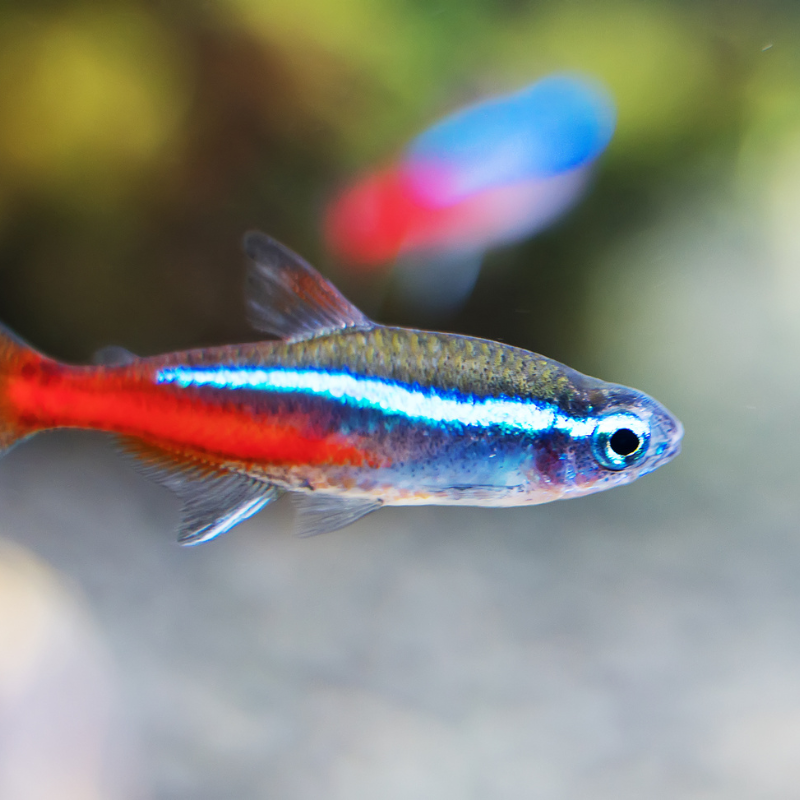 Neon Tetra Fish (Paracheirodon innesi) – Iconic freshwater favorite wi ...