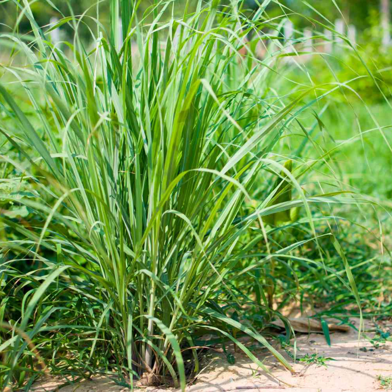 Lemongrass Plant Plug (Cymbopogon citratus) – Citrus-Scented Grass – E ...