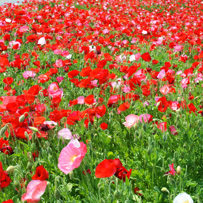 Corn Poppy Mixed Colors Seeds (Papaver rhoeas) – Classic red, pink, an ...