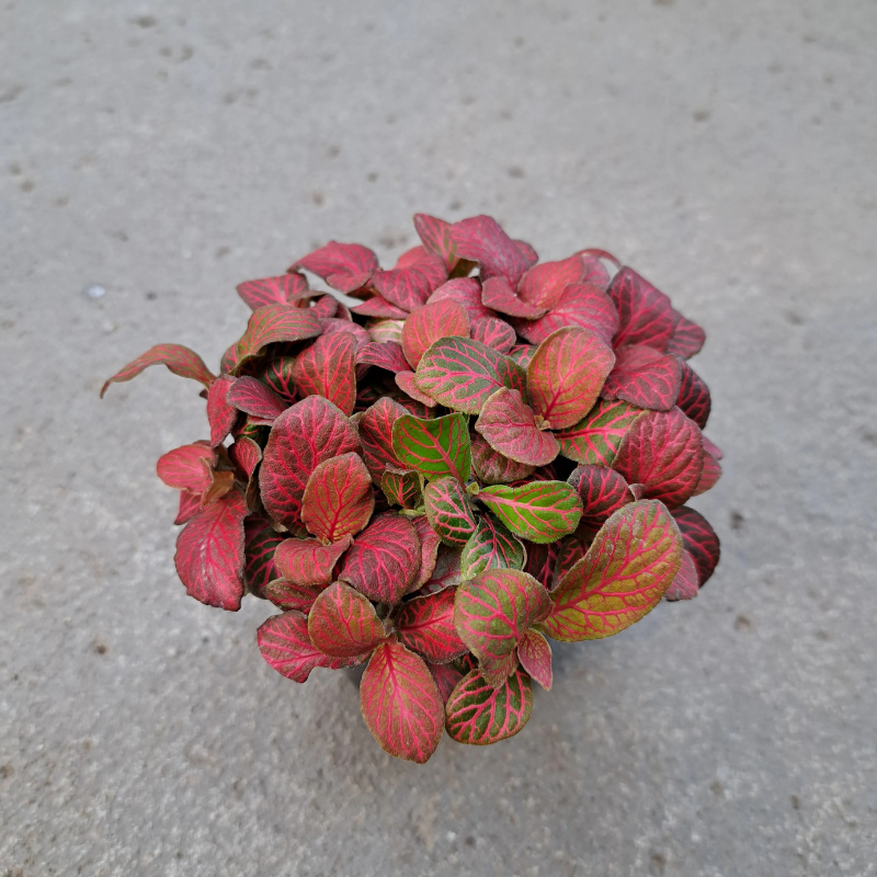 Red Flame Fittonia Plant Plug (Fittonia albivenis) – Vibrant Nerve Pla ...