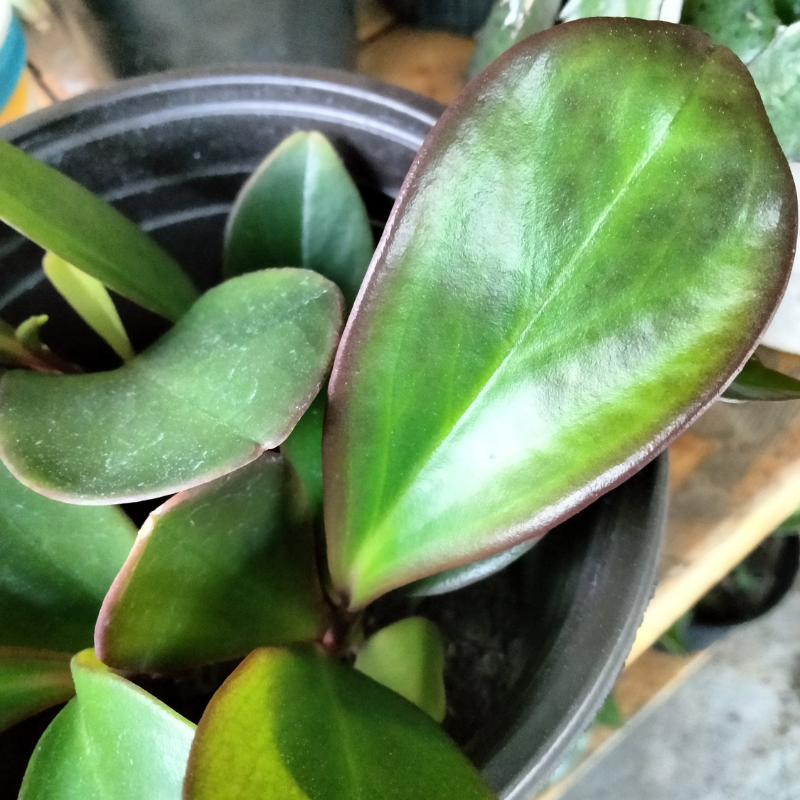 Peperomia Red Margin Plant Plug (Peperomia clusiifolia) – Colorful, ea ...