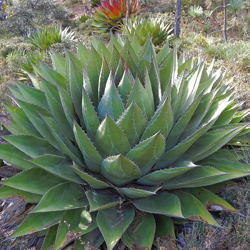 Agave Montana Seeds (Agave montana) Cold-hardy agave species with broa ...