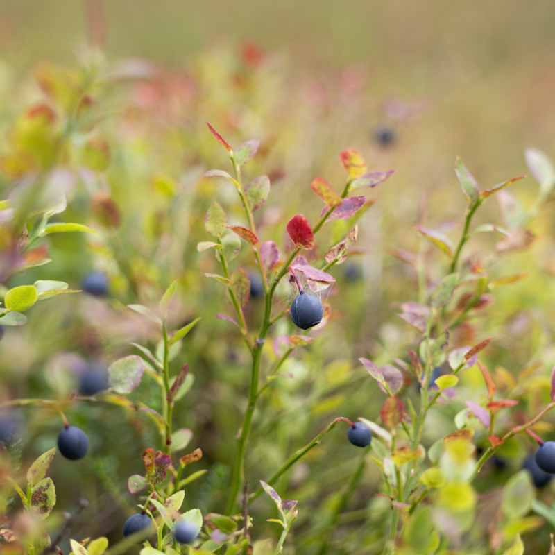 Bilberry Seeds (Vaccinium myrtillus) European woodland berry with deep ...