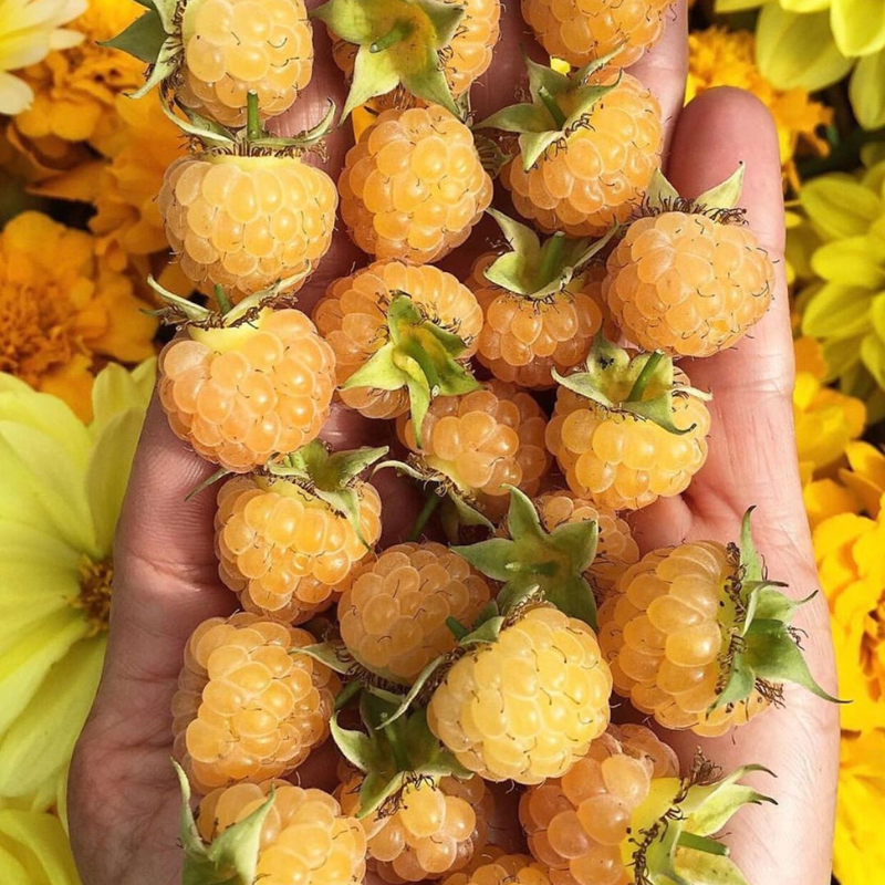 Golden Raspberry Seeds (Rubus idaeus) Yellow-fruited raspberry variety ...