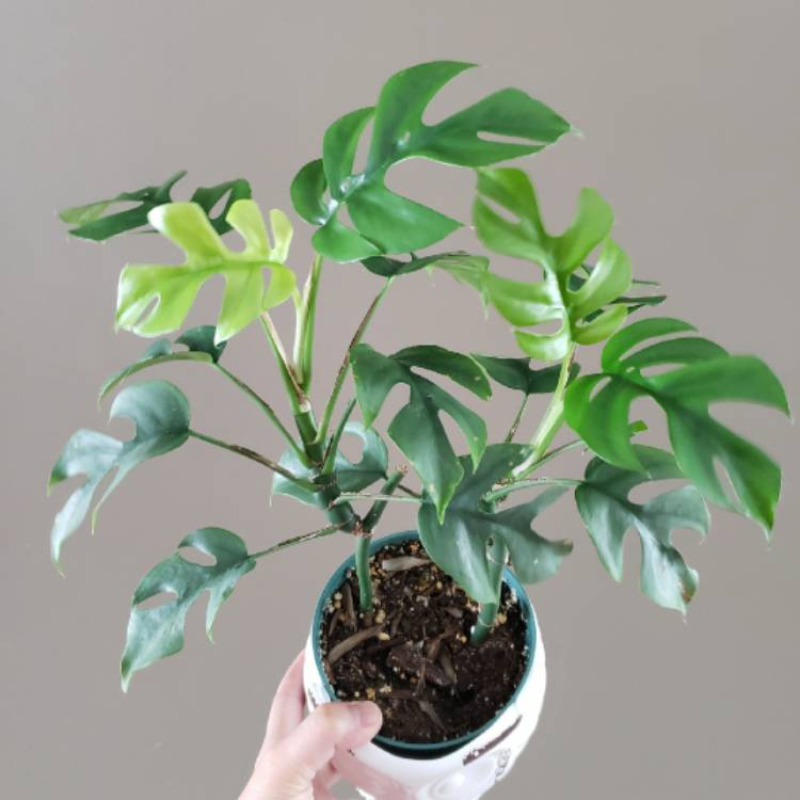 Philodendron Minima Plant Plug (Rhaphidophora tetrasperma) – Compact T ...