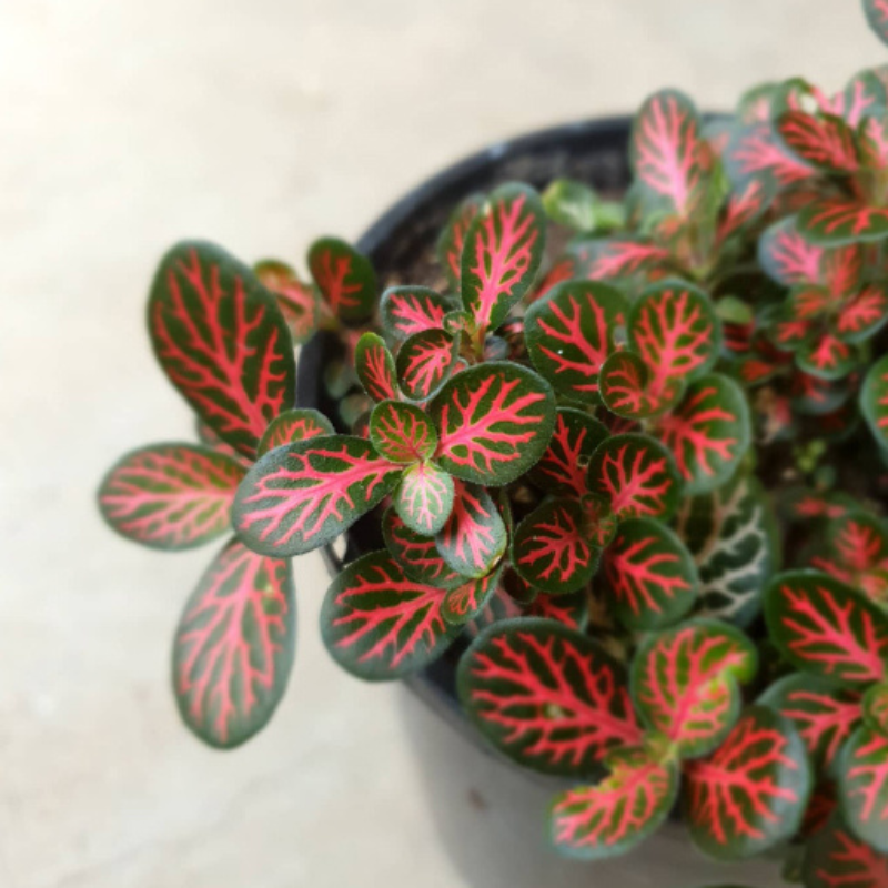 Flammule Fittonia Plant Plug (Fittonia spp.) – Vibrant Flaming-Hued Ve ...