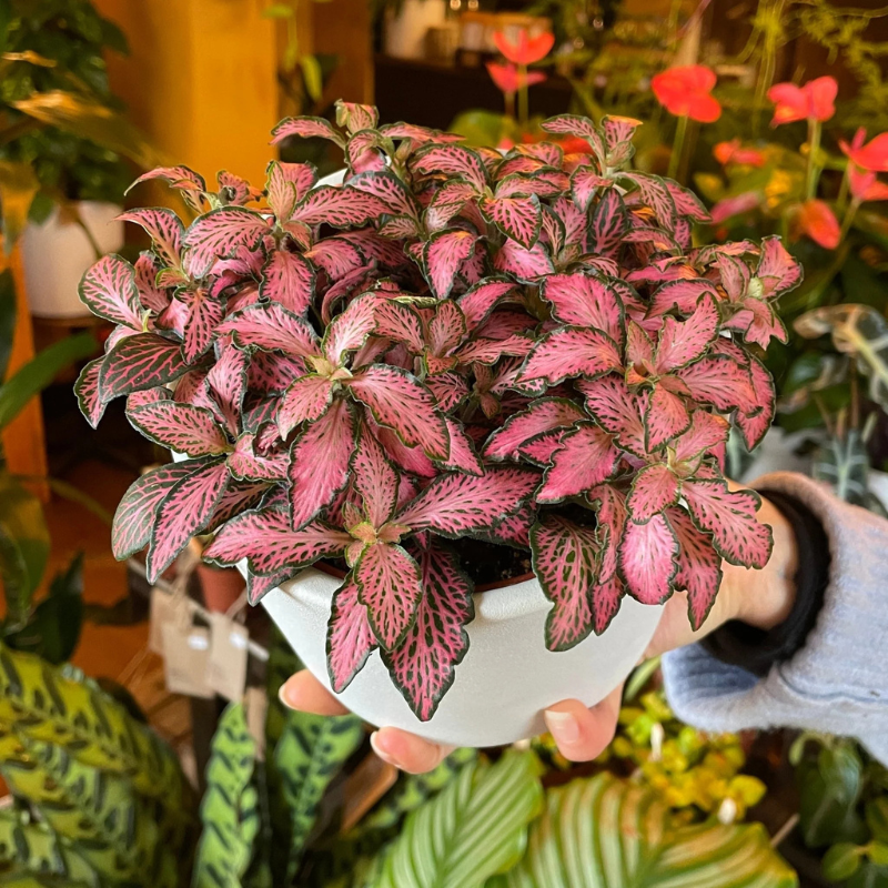 Pink Forest Flame Fittonia Plant Plug (Fittonia spp.) – Striking Pink ...