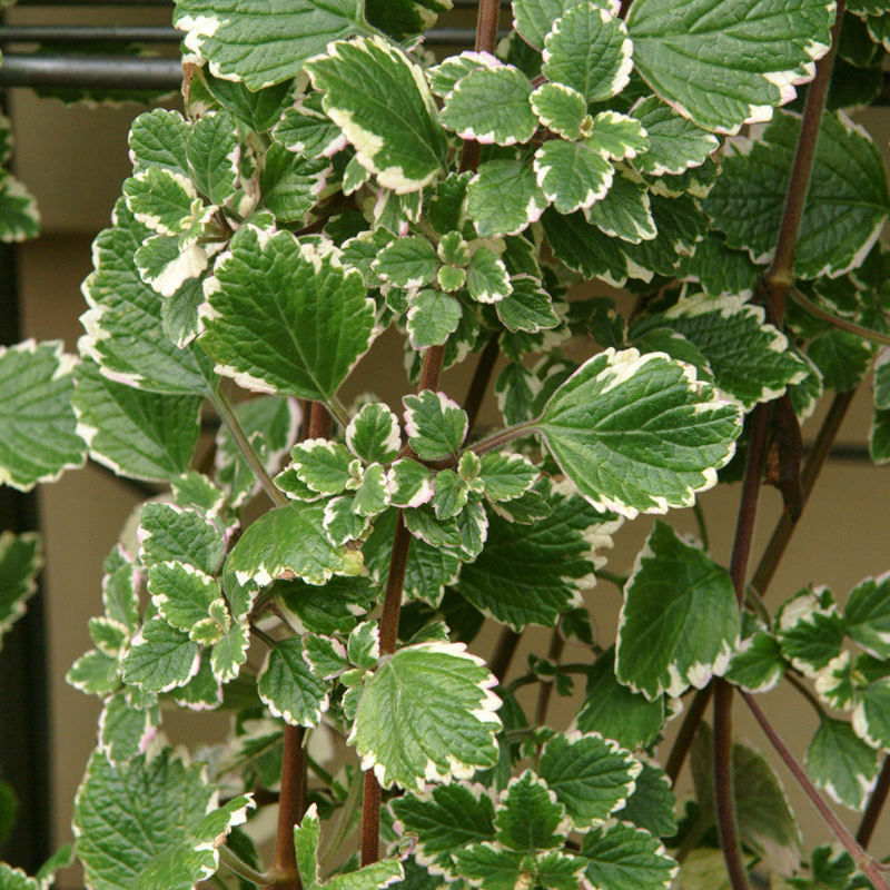 Swedish Ivy Mint Plectranthus Plant Plug (Plectranthus tomentosa 'Mint ...