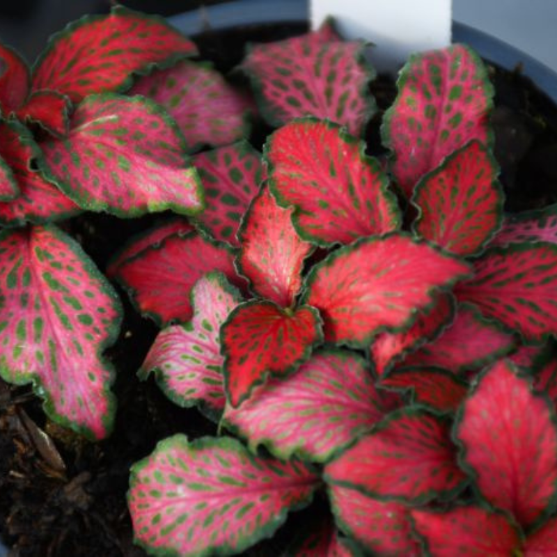 Jungle Flame Fittonia Plant Plug (Fittonia spp.) – Tropical-Style Red ...