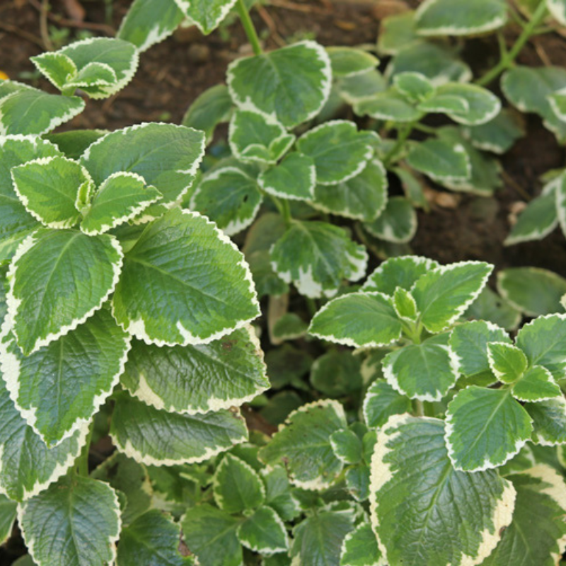 Variegated Oregano Plant Plug (Origanum vulgare 'Variegatum') – Edible ...