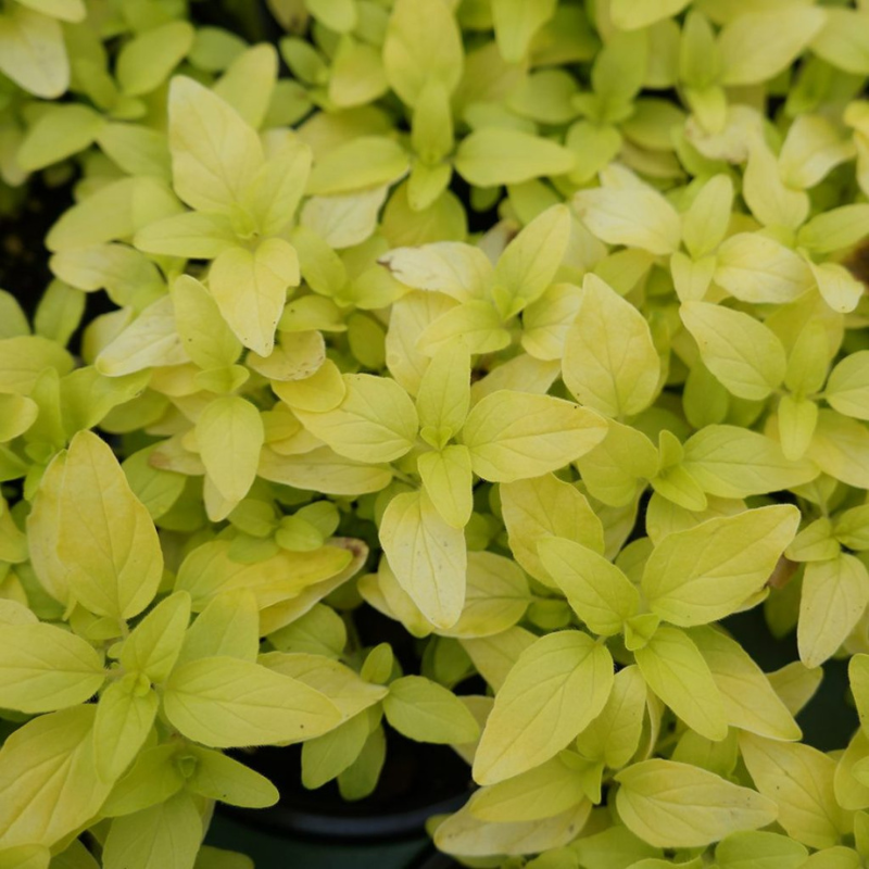 Golden Oregano Plant Plug (Origanum vulgare 'Aureum') – Bright Yellow ...