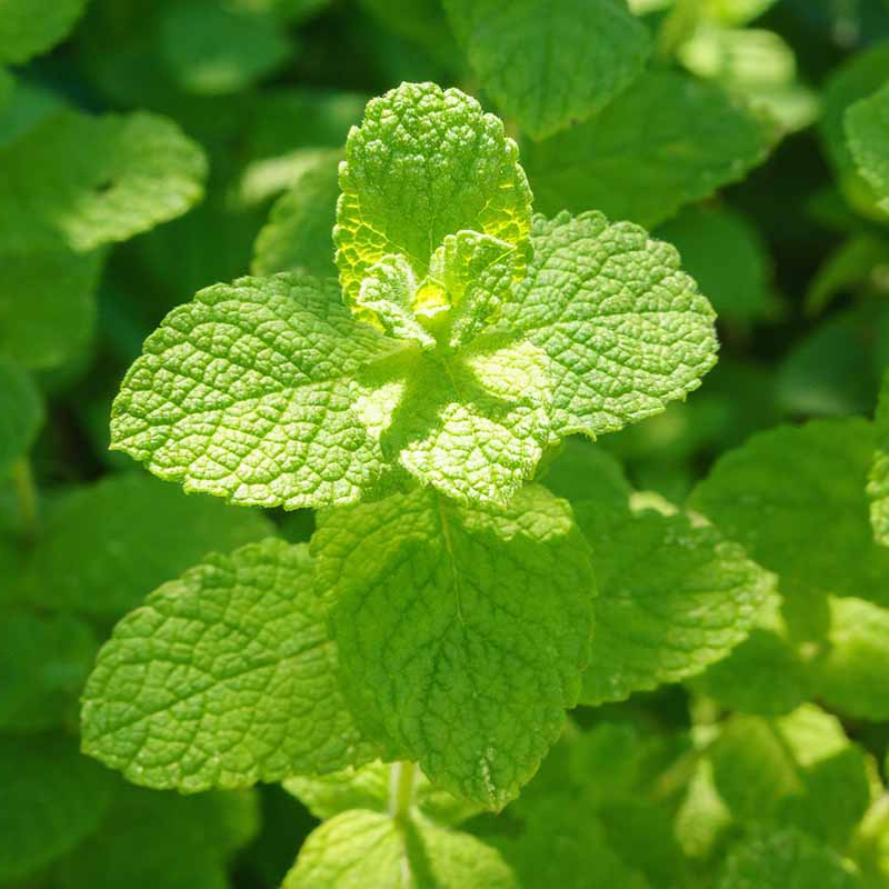 Apple Mint Plant Plug (Mentha suaveolens) – Fuzzy, Sweetly Scented Lea ...