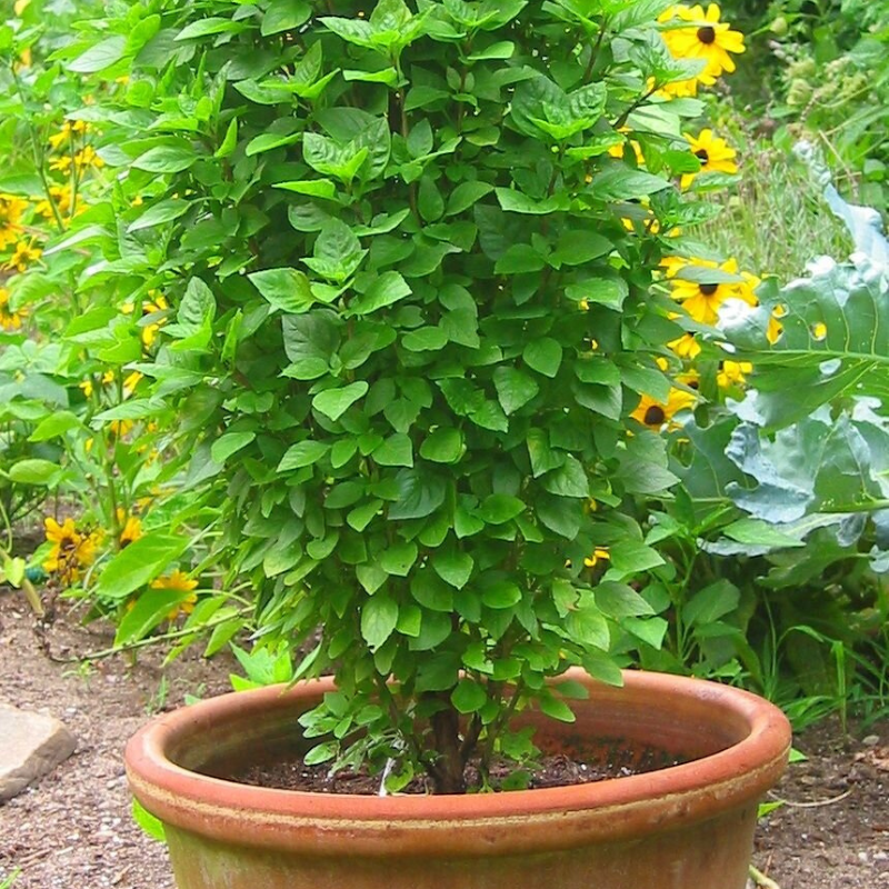 Greek Columnar Basil Plant Plug (Ocimum basilicum 'Greek Columnar ...