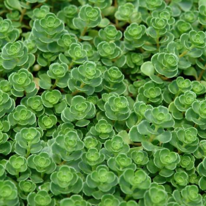 John Creech Sedum Plant Plug (Sedum spurium 'John Creech') – Compact M ...