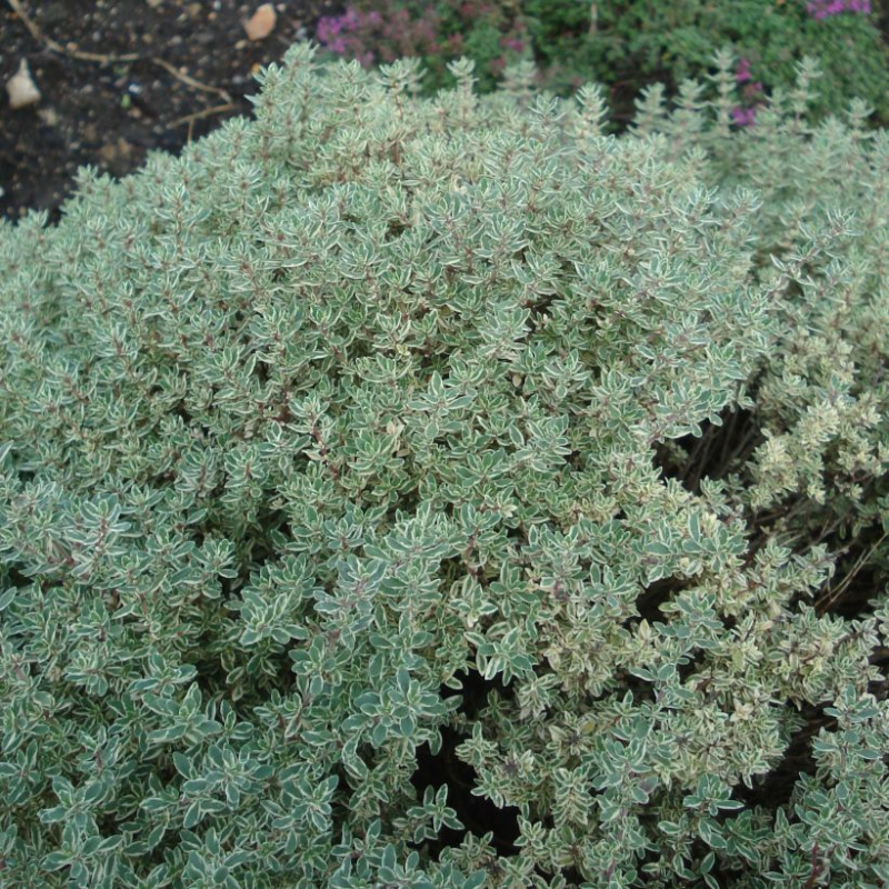 Silver Queen Thyme Plant Plug (Thymus vulgaris 'Silver Queen') – Varie ...