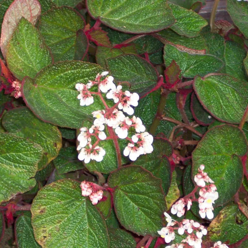 Begonia Morocco Plant Plug (Begonia 'Morocco') – Vibrant, colorful fol ...