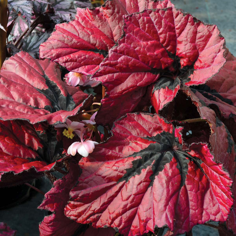 Begonia Red Slippers Plant Plug (Begonia 'Red Slippers') – Deep red fl ...