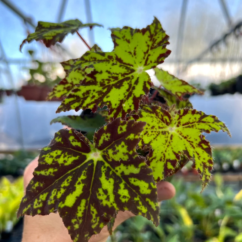 Begonia Geometry Plant Plug (Begonia 'Geometry') – Unique angular leav ...