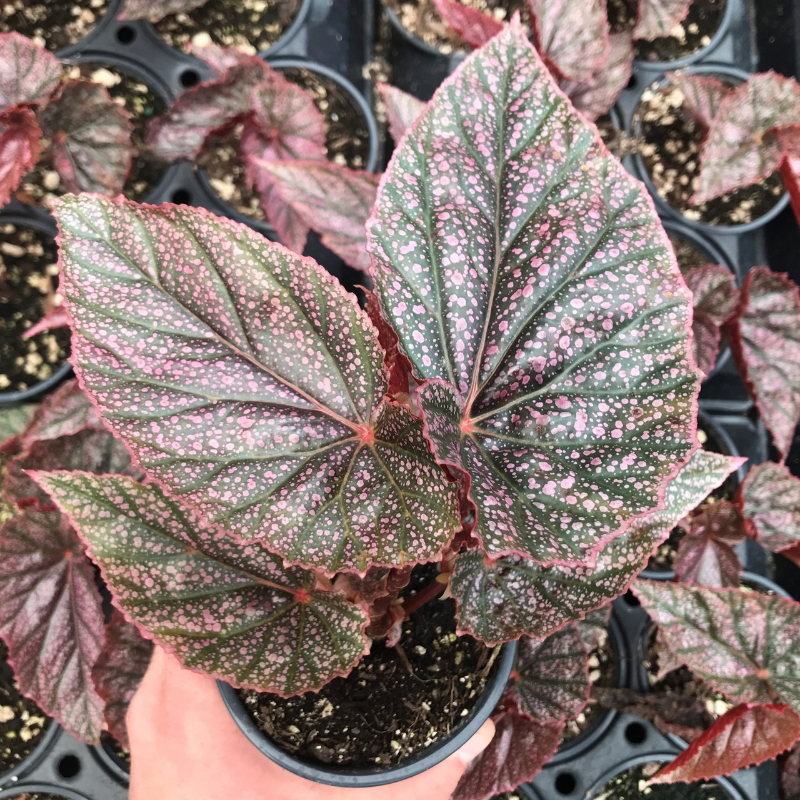 Angel Wing Begonia Miss Mummy Plant Plug (Begonia 'Miss Mummy') – Pink ...