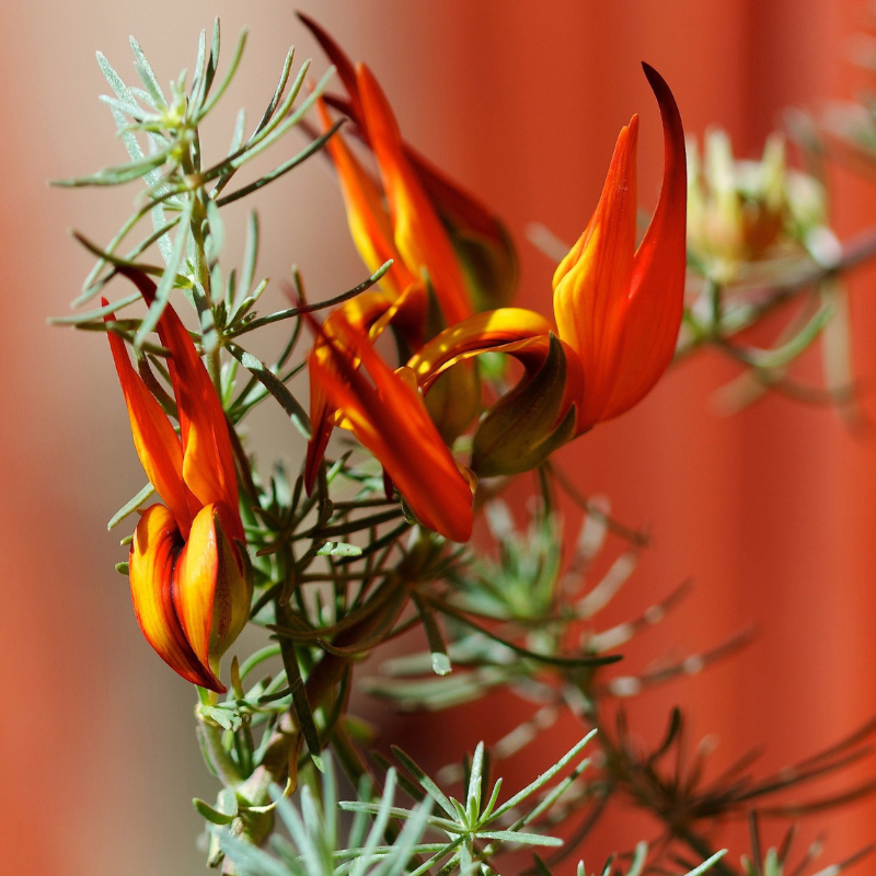 Lotus Vine Parrot's Beak Plant Plug (Lotus berthelotii 'Parrot's Beak ...
